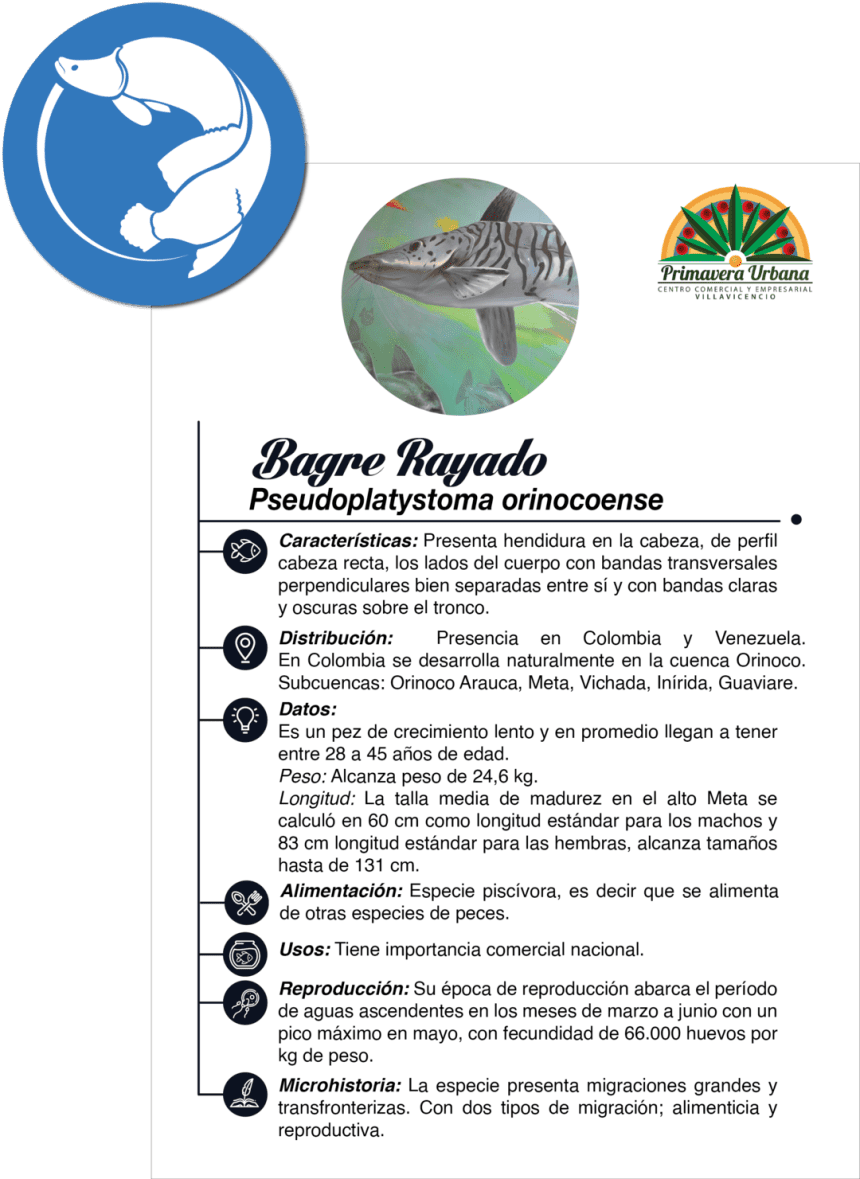 Bagre rayado – Primavera Urbana