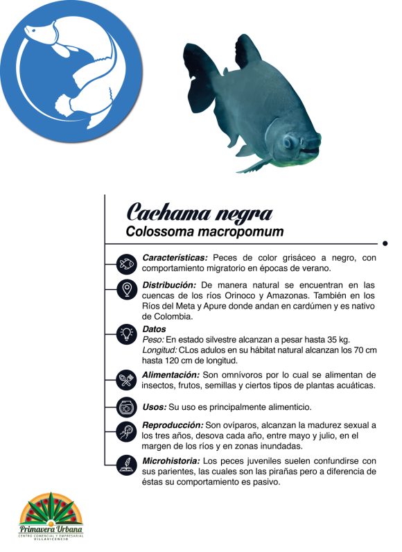 Cachama negra – Primavera Urbana